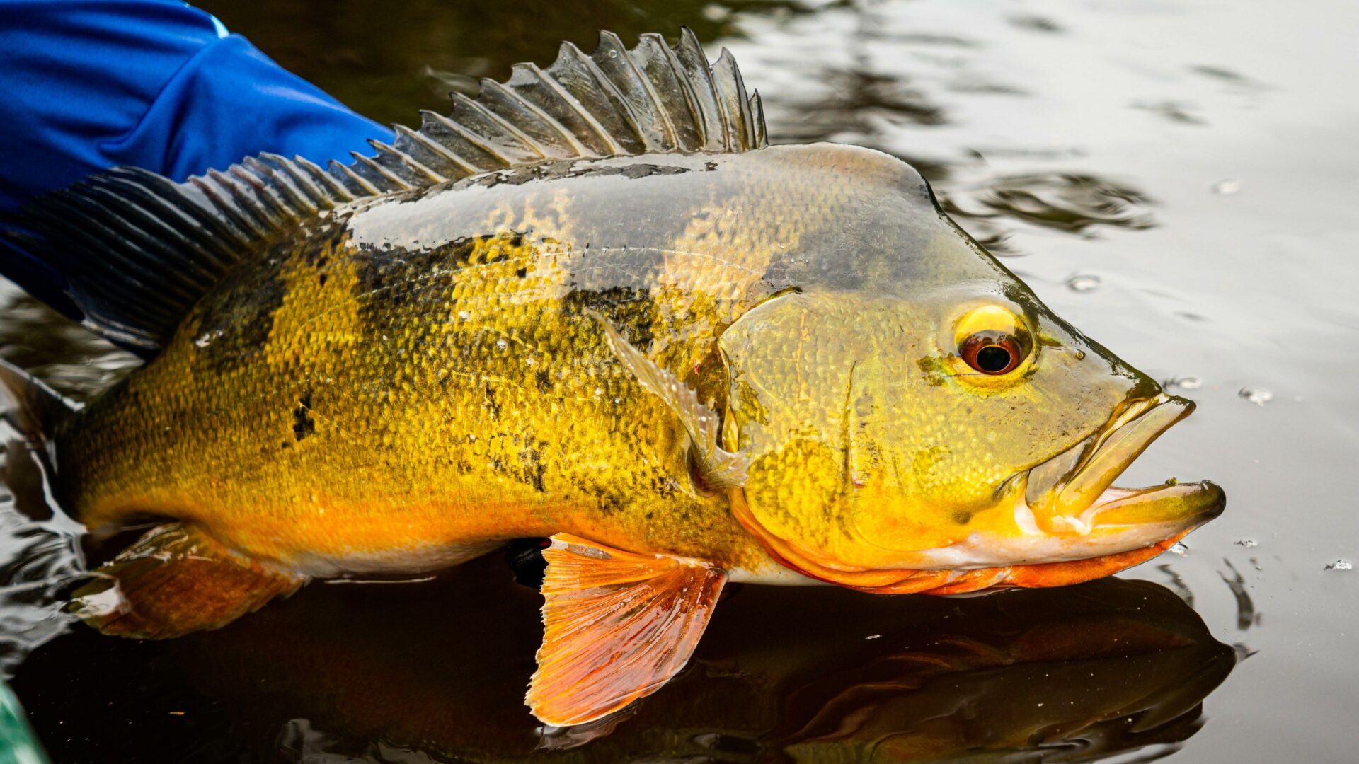 Ecuador Fishing: Wildlife & Adventure -> Amazon Fishing Trip